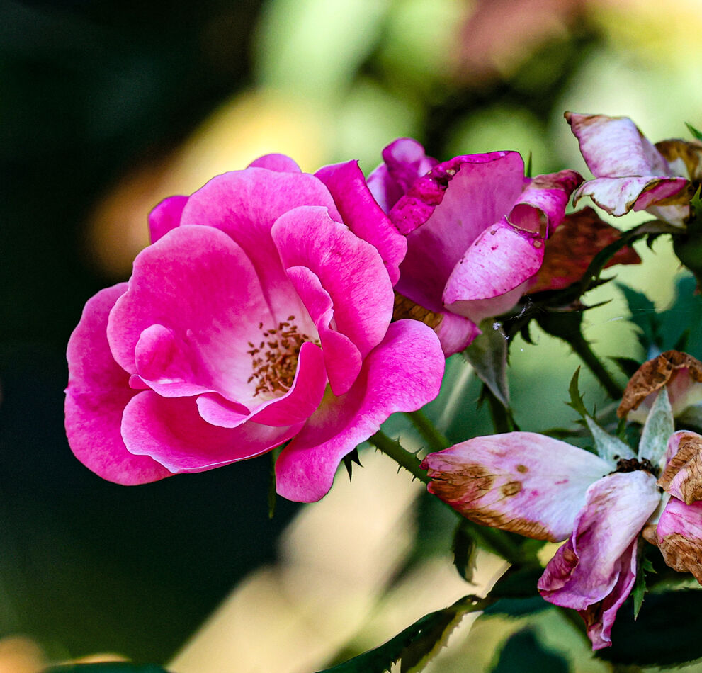 Rose at the Saint Louis Zoo: Here is a rose from the Saint Louis Zoo ...