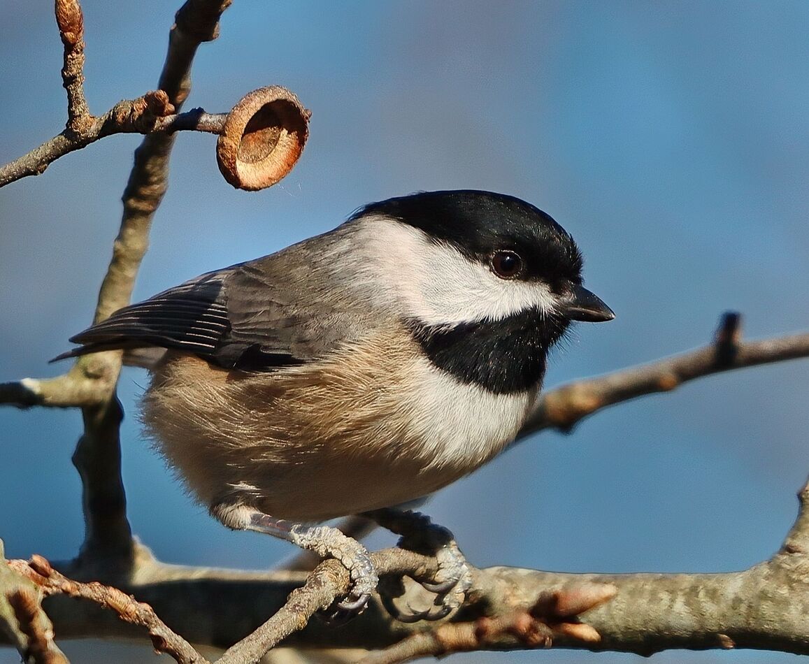 A chickadee and a blue jay: Tried something different today. Put seed ...
