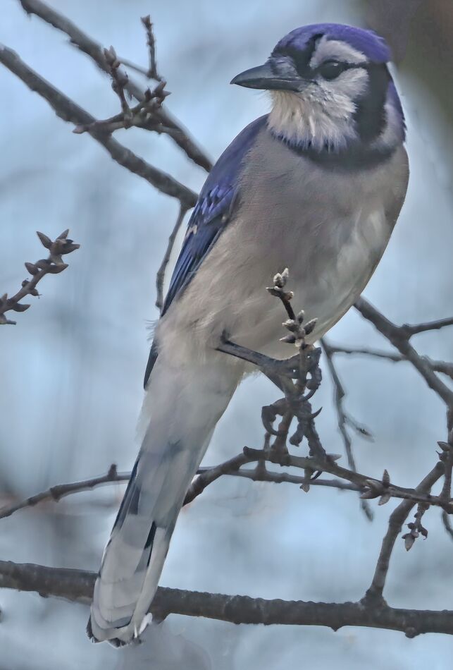A chickadee and a blue jay: Tried something different today. Put seed ...