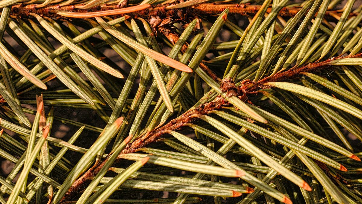 Lines, Edges, Textures, and Points: That should cover everything 😊😊😊😊...