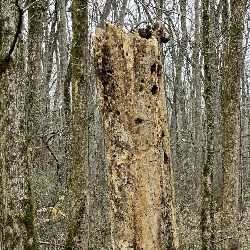 Trees: Some interesting trees on a recent nature hike. Comments for ...