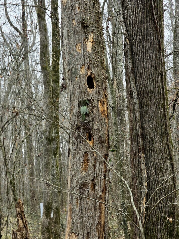 Trees: Some interesting trees on a recent nature hike. Comments for ...