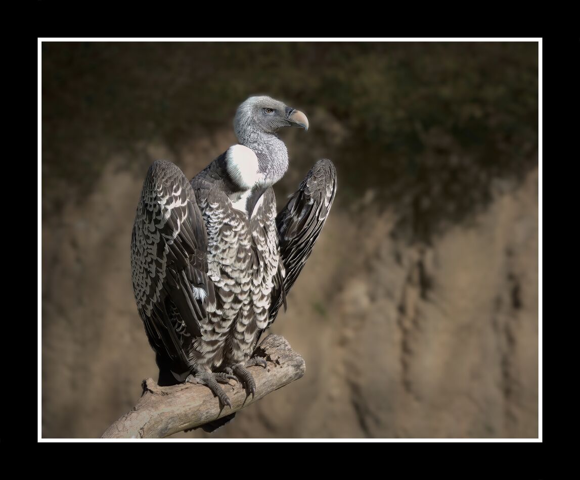 African Buzzard: African Buzzard...