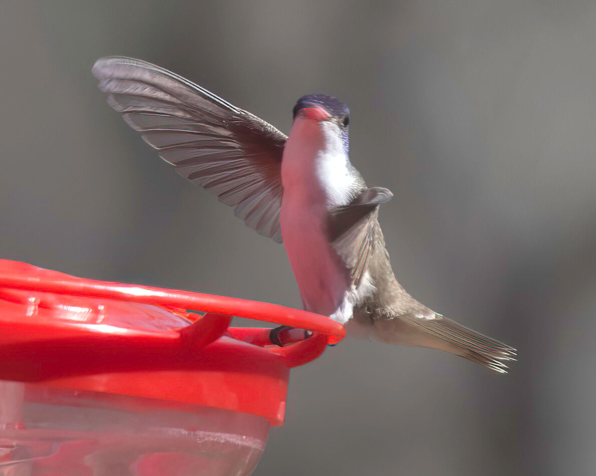 A trip to an Audubon nature center: I went to the Paton center for ...