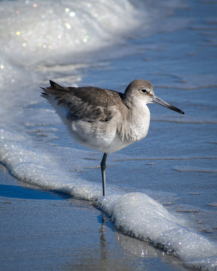Today's Shore Birds @ Anastasia State Park Beach FL: The Willet was ...