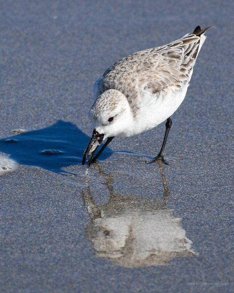 Today's Shore Birds @ Anastasia State Park Beach FL: The Willet was ...