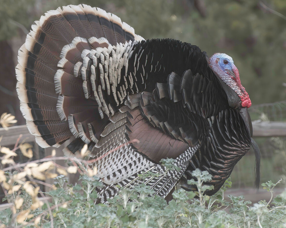 Tom Turkey in breeding colors: Boy the Turkeys were going to town today ...