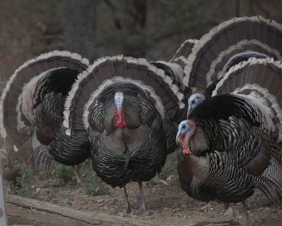 Tom Turkey in breeding colors: Boy the Turkeys were going to town today ...