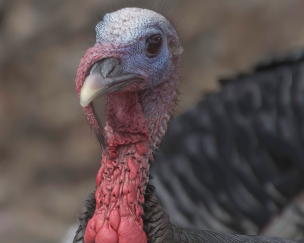 Tom Turkey in breeding colors: Boy the Turkeys were going to town today ...