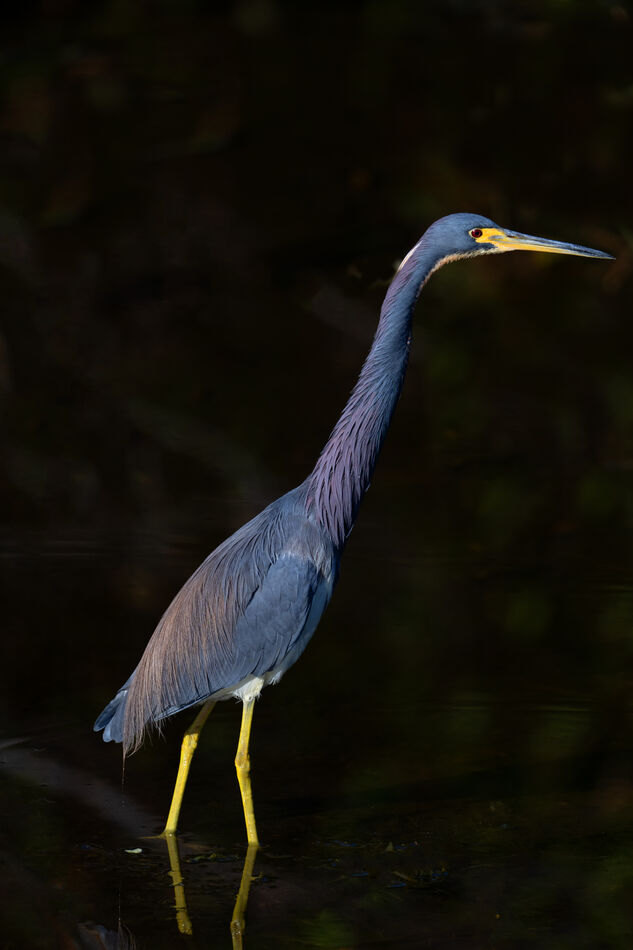 Tri me: Tri-colored Heron. Wakodahatchee Wetlands Florida. Nikon Z8 ...
