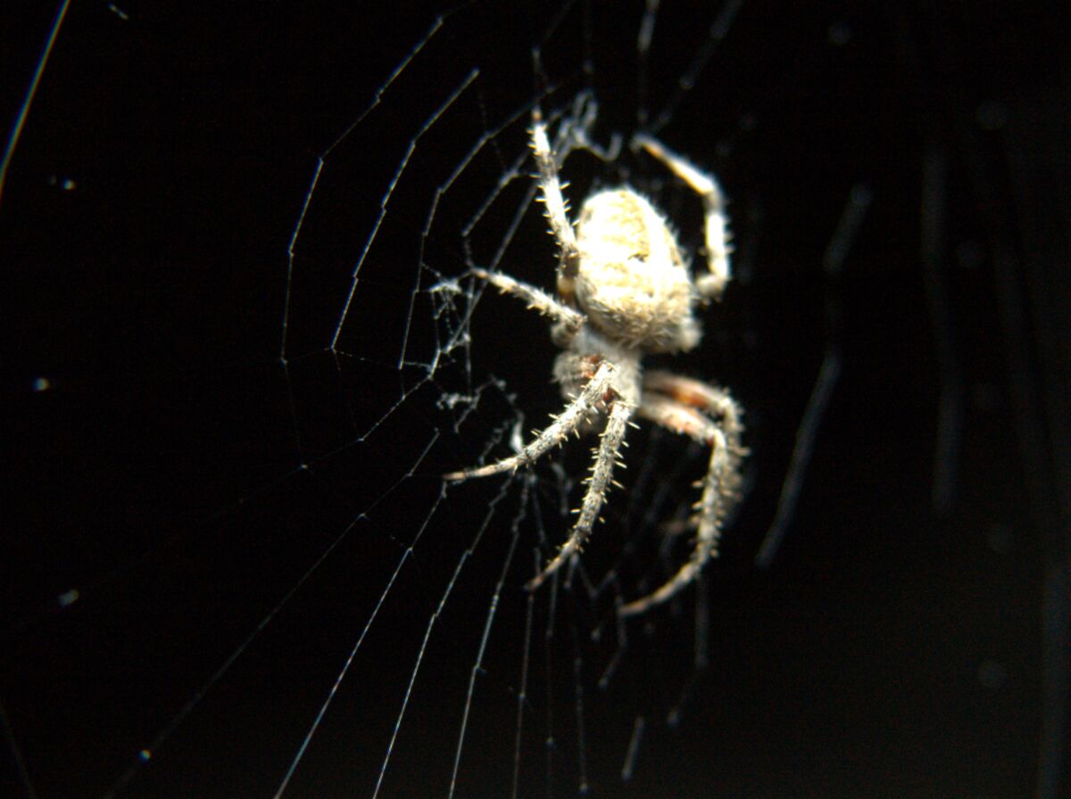 Spider: My brother shot this picture of a spider sitting on his\her web ...