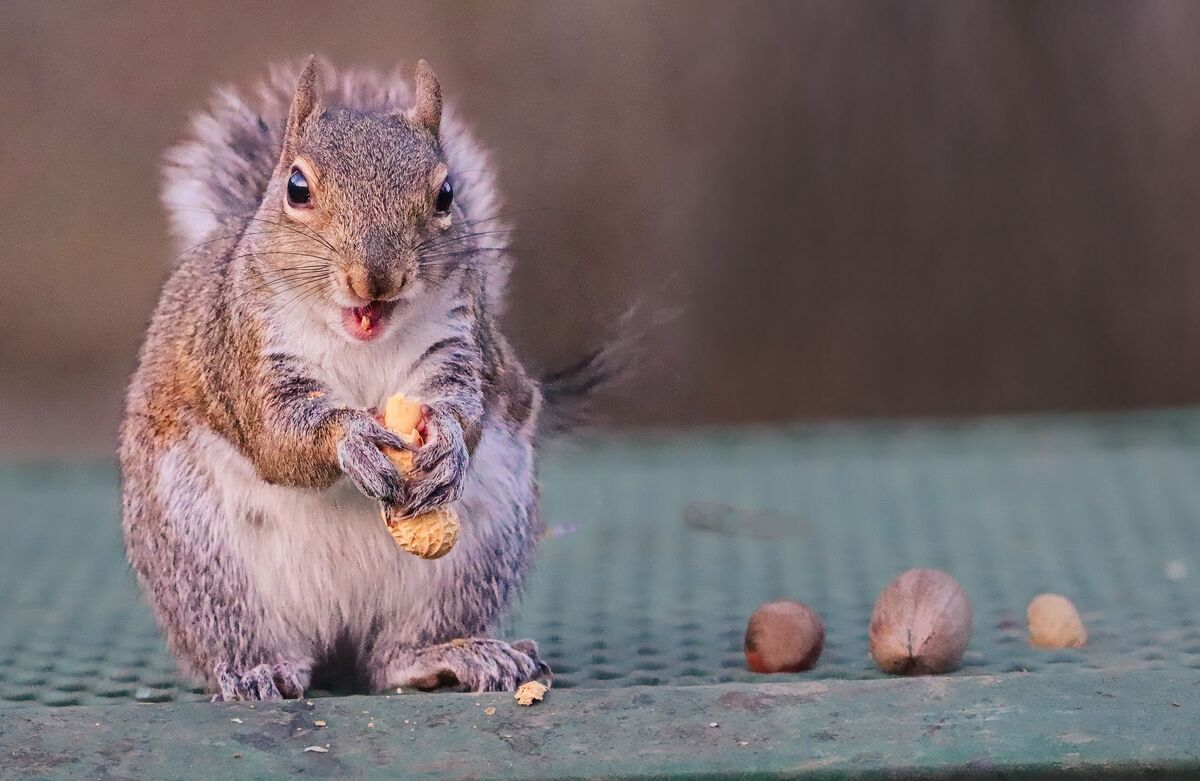 A squirrel's Friday Buffet! I am finally out from under my monthly ...
