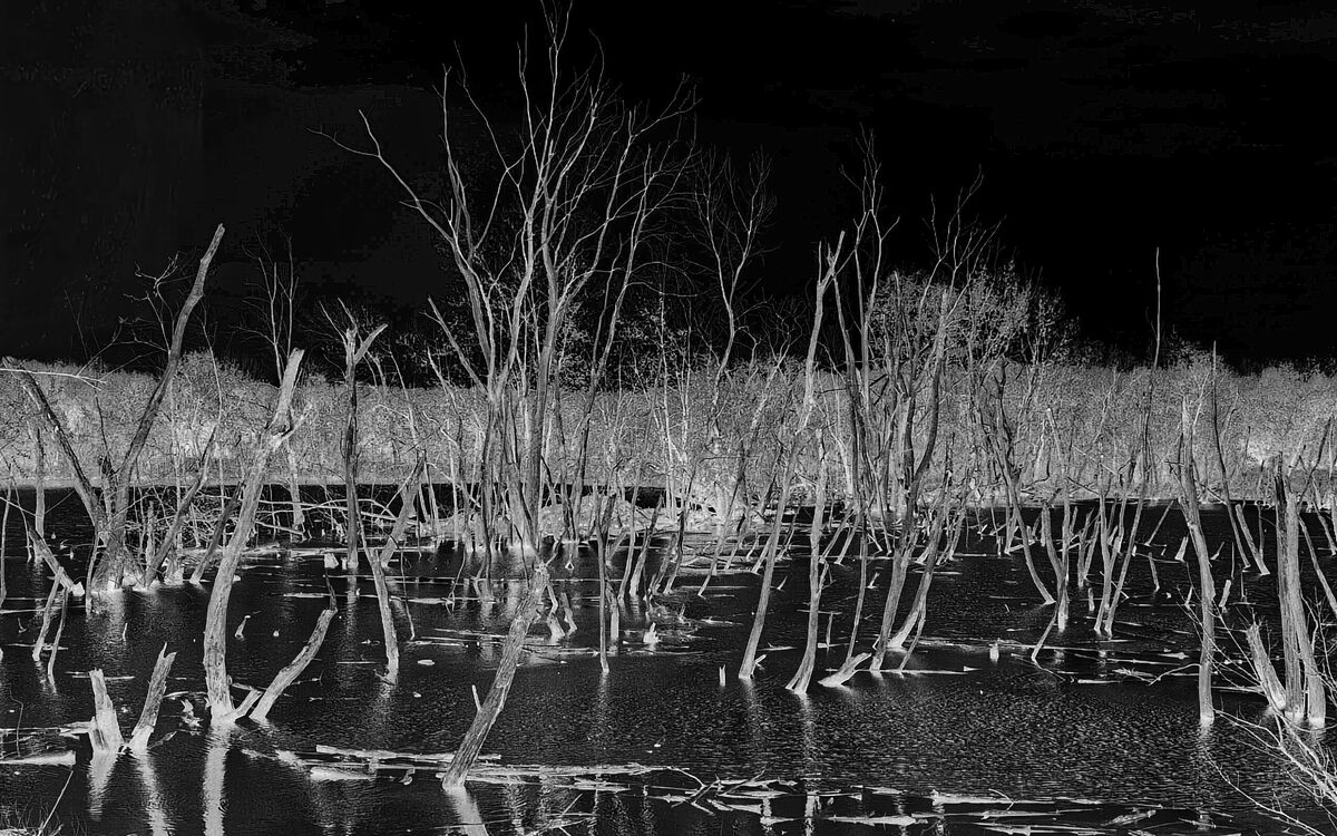 Spooky: Inverted a B&W shot 🖤🩶🤍🩶🖤...