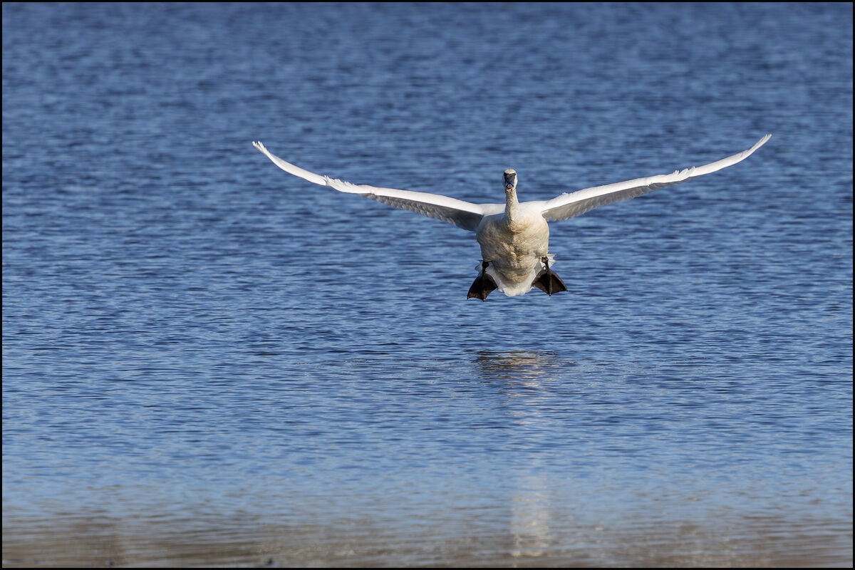 Swan Landing: Trumpeter swans are the largest native waterfowl species ...