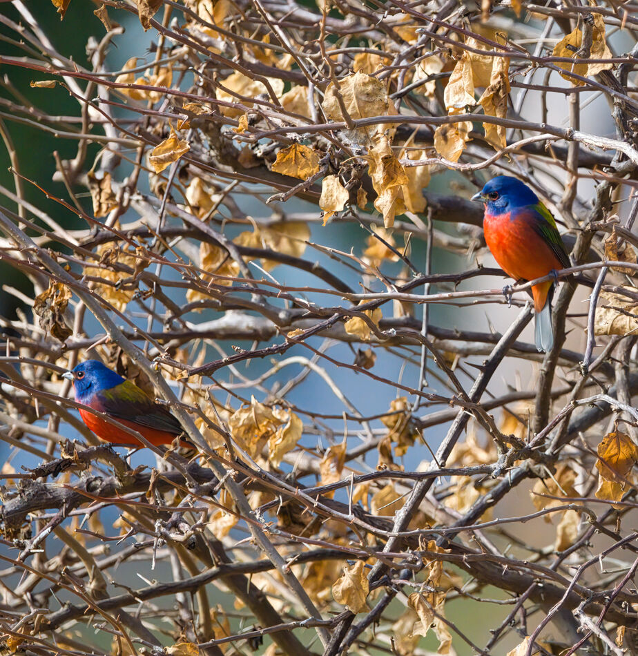 Painted Buntings and.. …their buddy, the Palm Warbler. A freeze a ...
