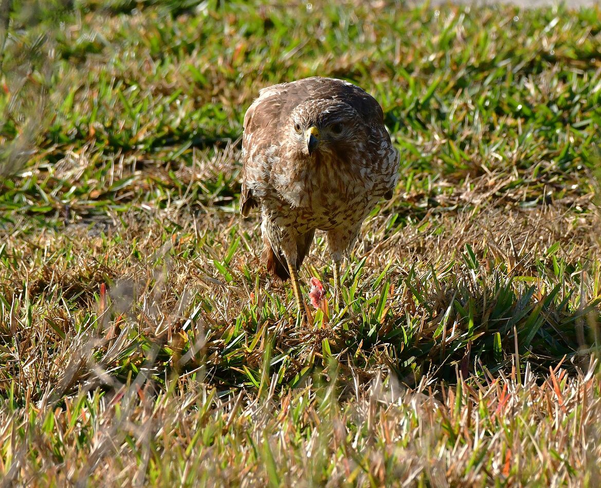 Red Tailed Hawk: With a frog. Lake Apopka Wildlife drive Florida...