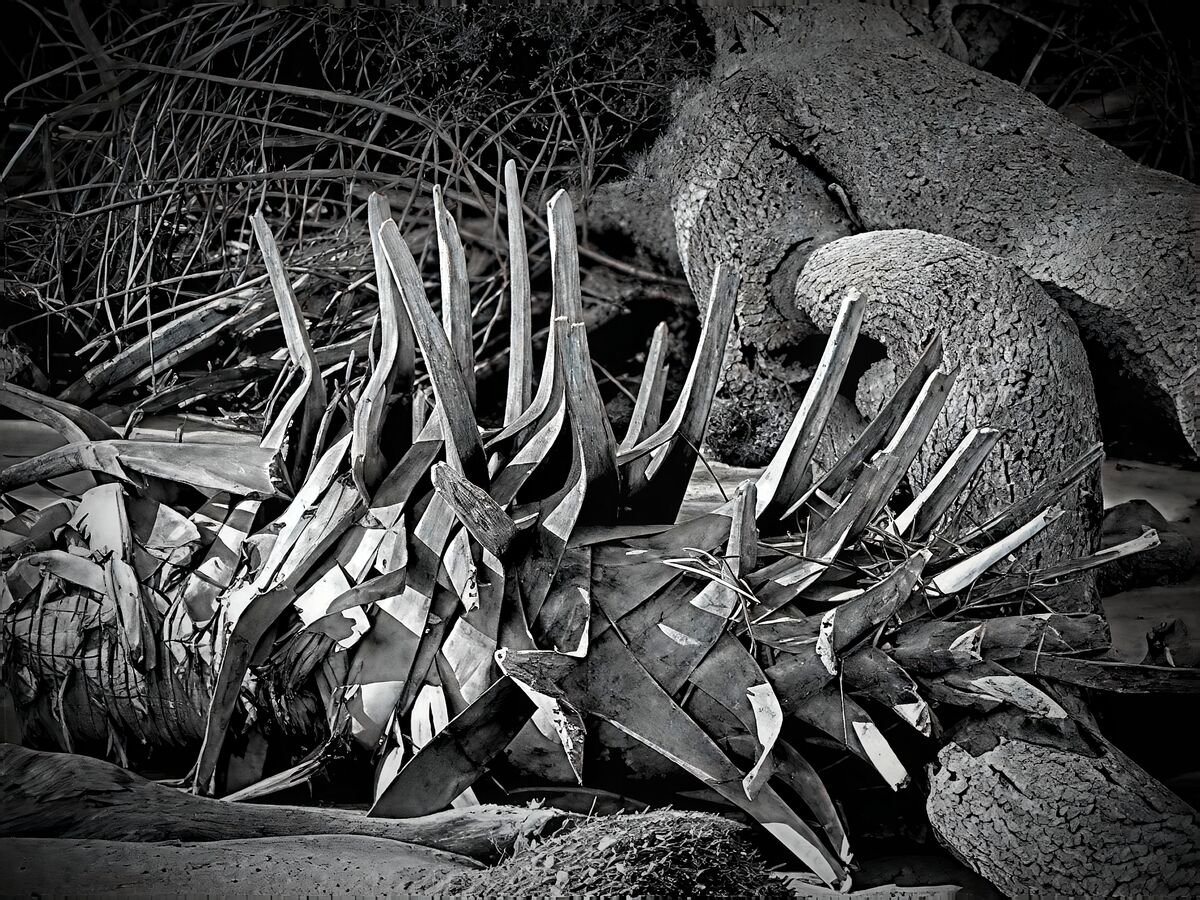 The eye of the storm and fallen trees: Just a little fun.