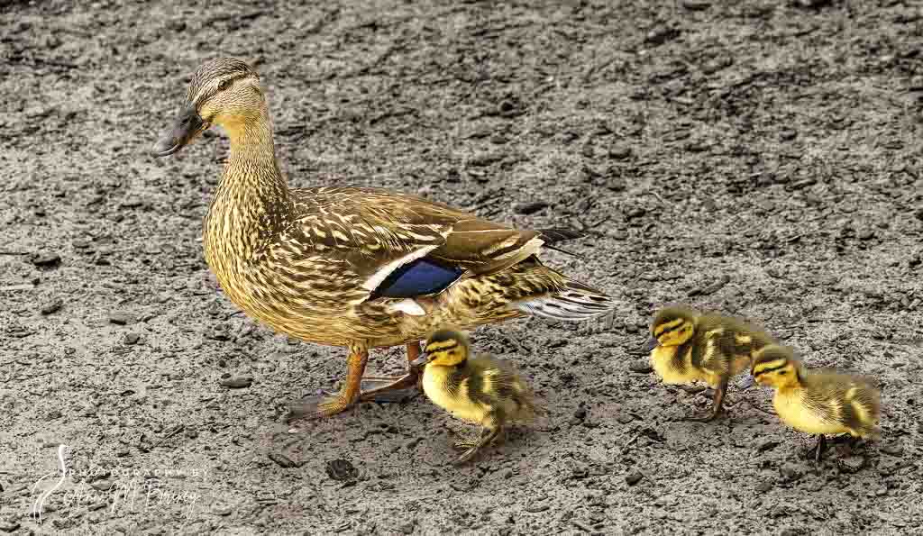 Ducks and Geese, more oldies: All taken at Slimbridge the Waterfowl ...