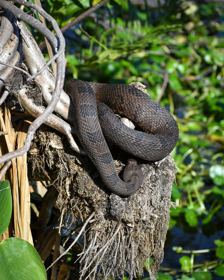 Brown Water Snake @ Wakodahatchee Wetlands: This thing really looks ...