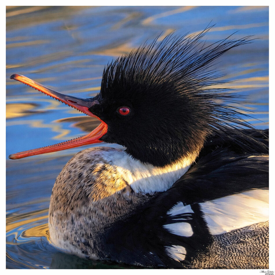 When it’s cold it’s cold: Birding adventures never stop. Enjoy the ...