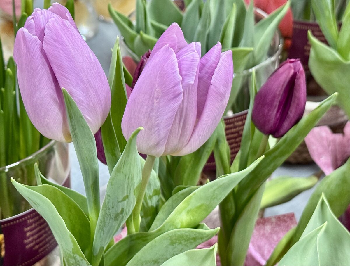 Tulips have arrived in the stores: While making a run at the grocery I ...