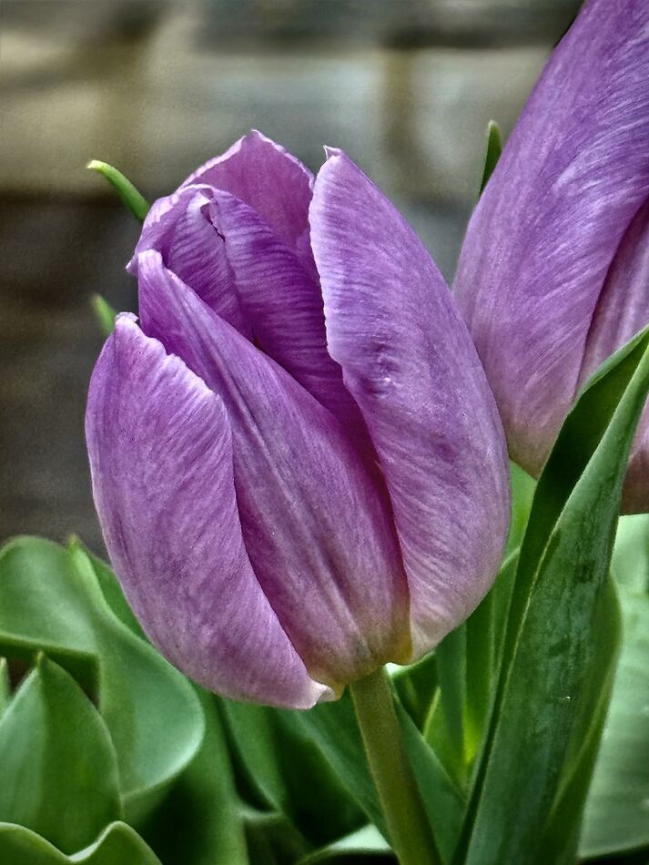 Tulips have arrived in the stores: While making a run at the grocery I ...