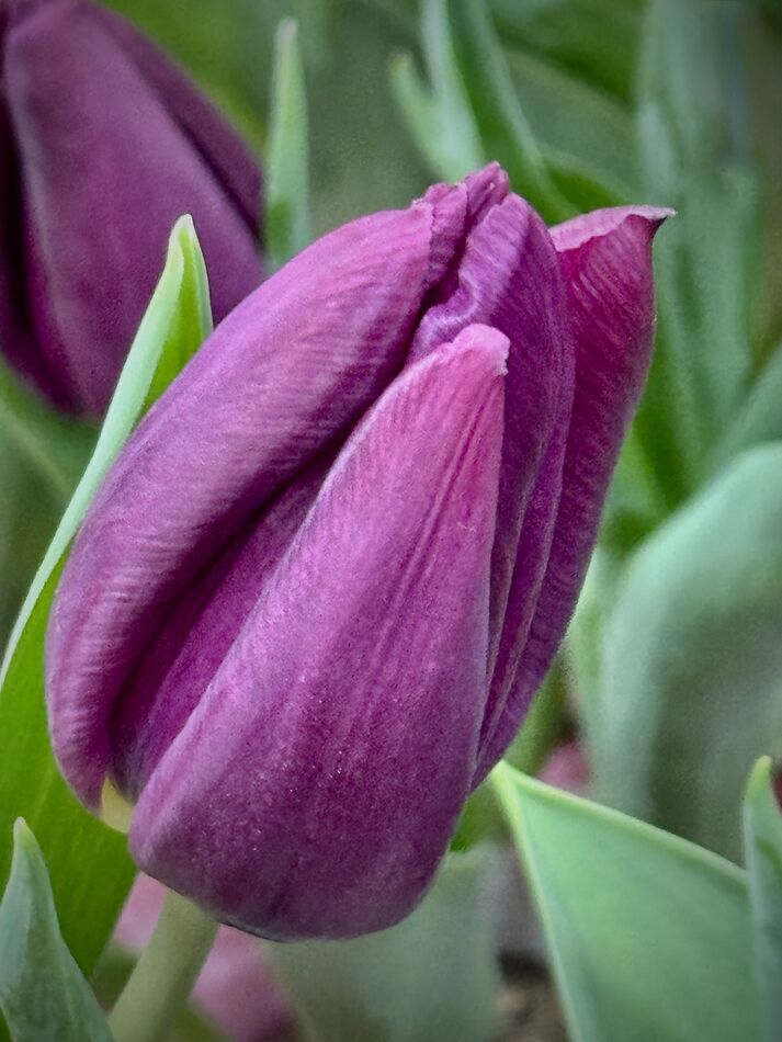 Tulips have arrived in the stores: While making a run at the grocery I ...