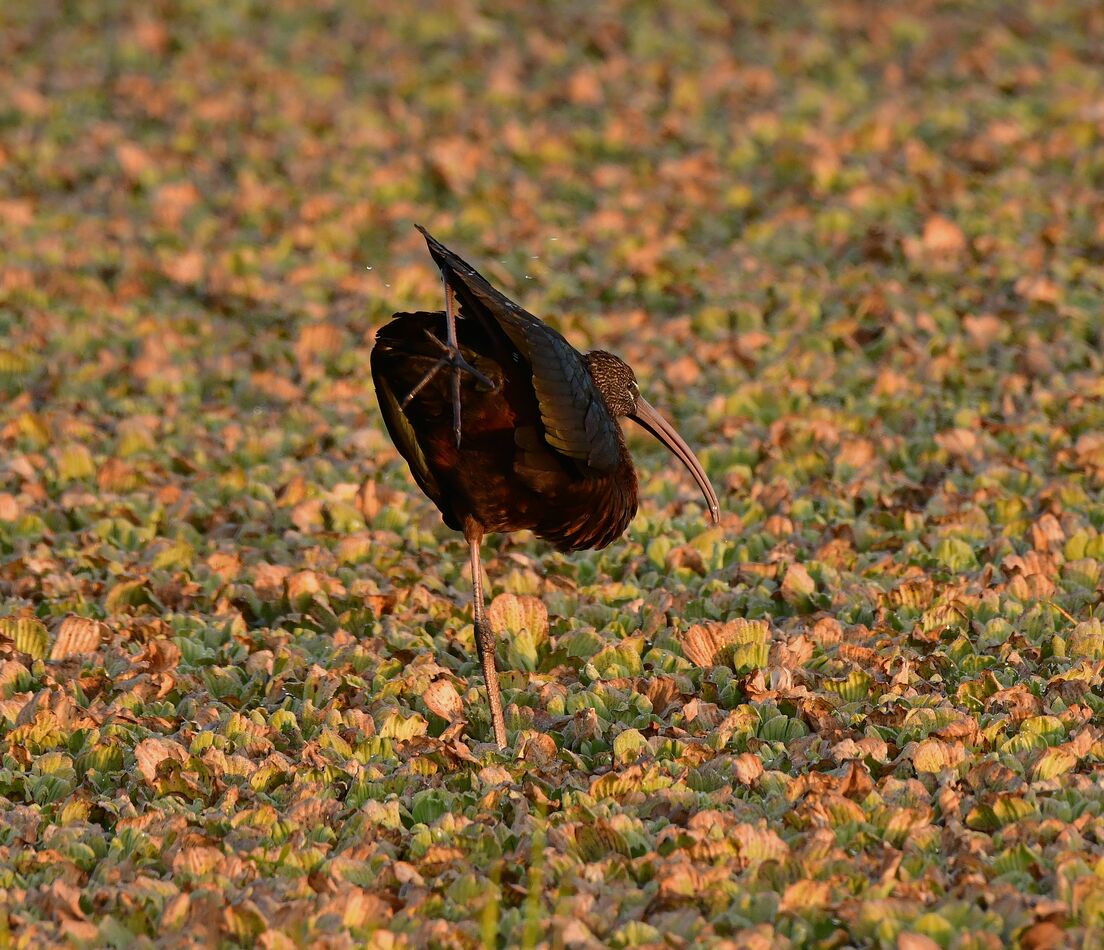 Glossy Ibis: High kicker!
