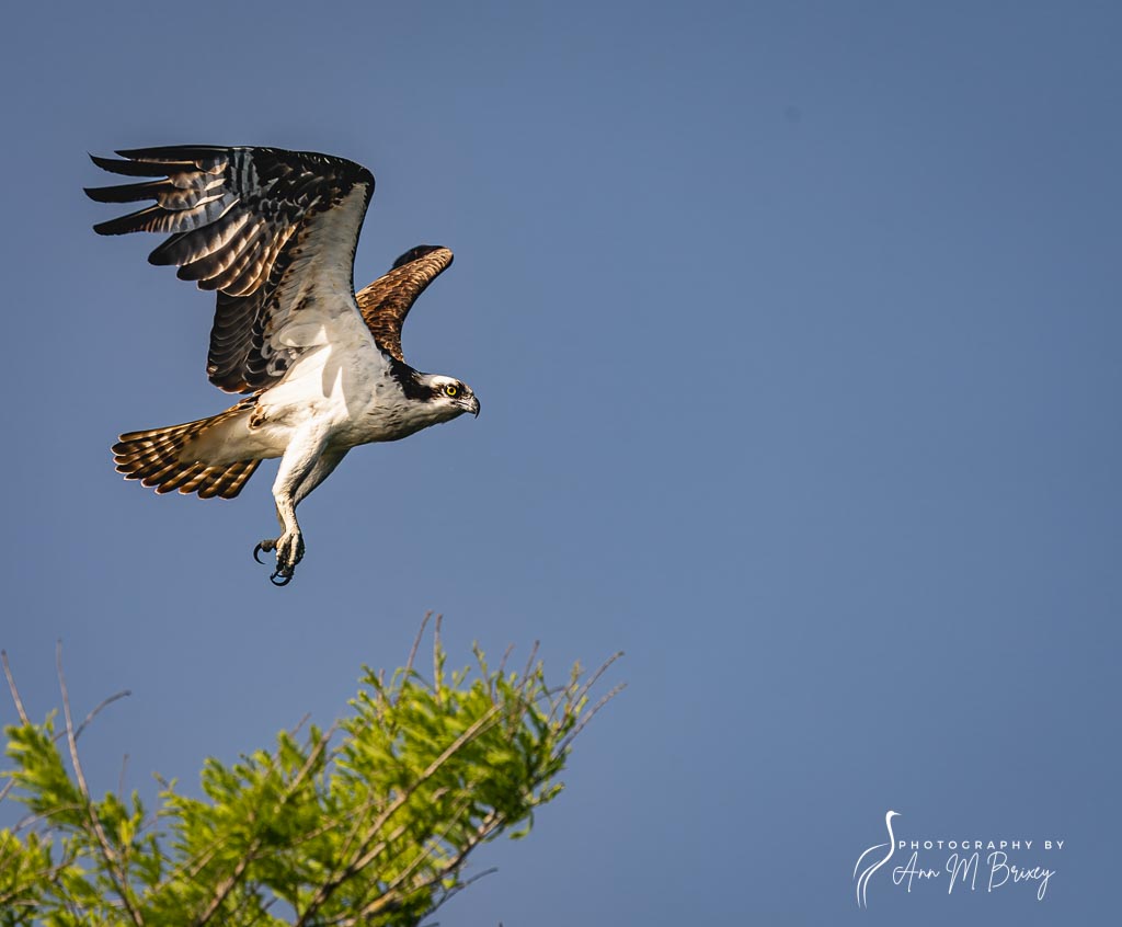 Osprey: A few oldies taken at Blue Cypress Lake at sunrise. Thanks for ...