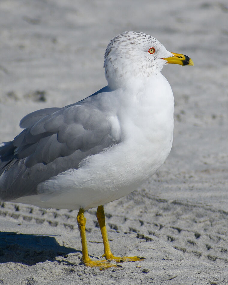 Ring-billed Gulls: ...in two varieties, too!