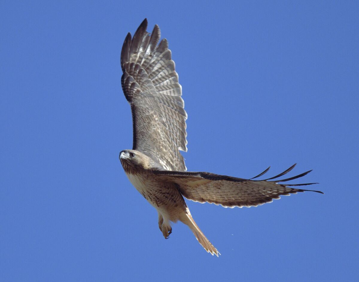 Red-Tailed Hawk in Flight: I spotted this Red-tailed hawk on a old dead ...
