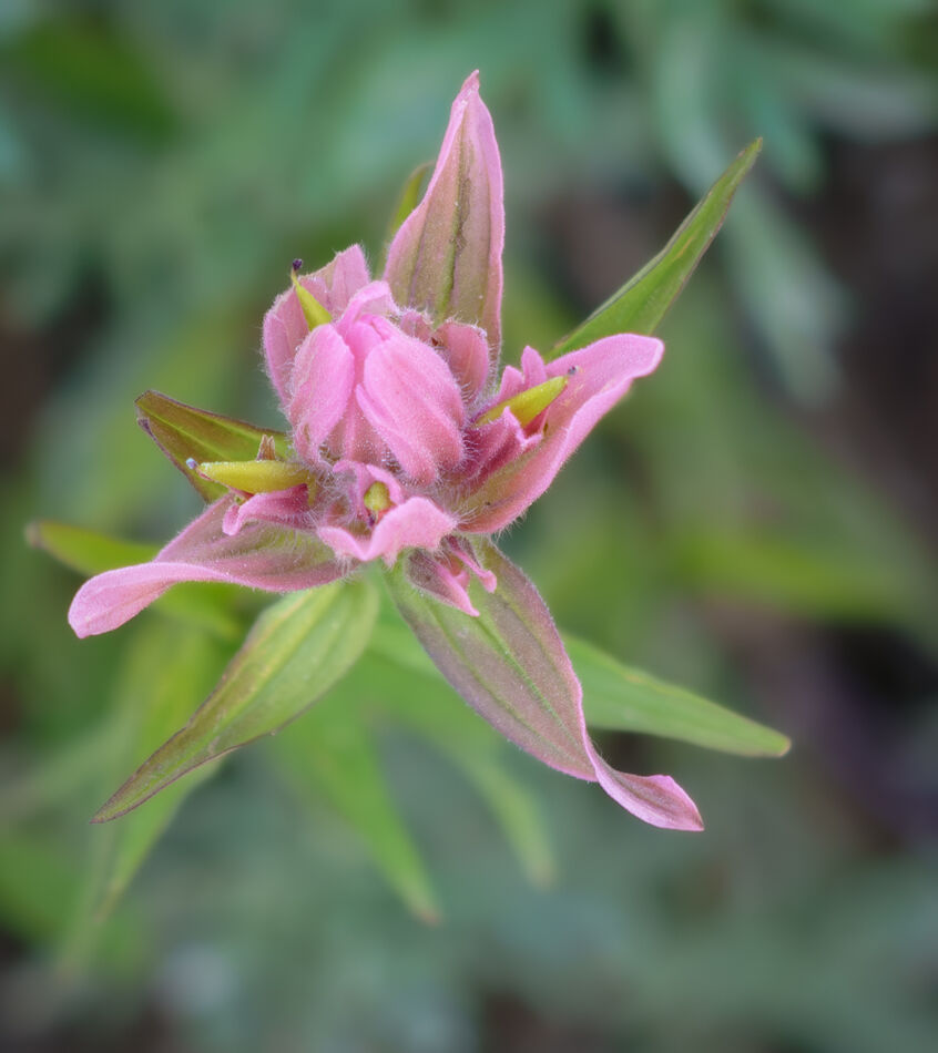 Another wildflower hike - IV: Flora and fauna are seen while hiking up ...