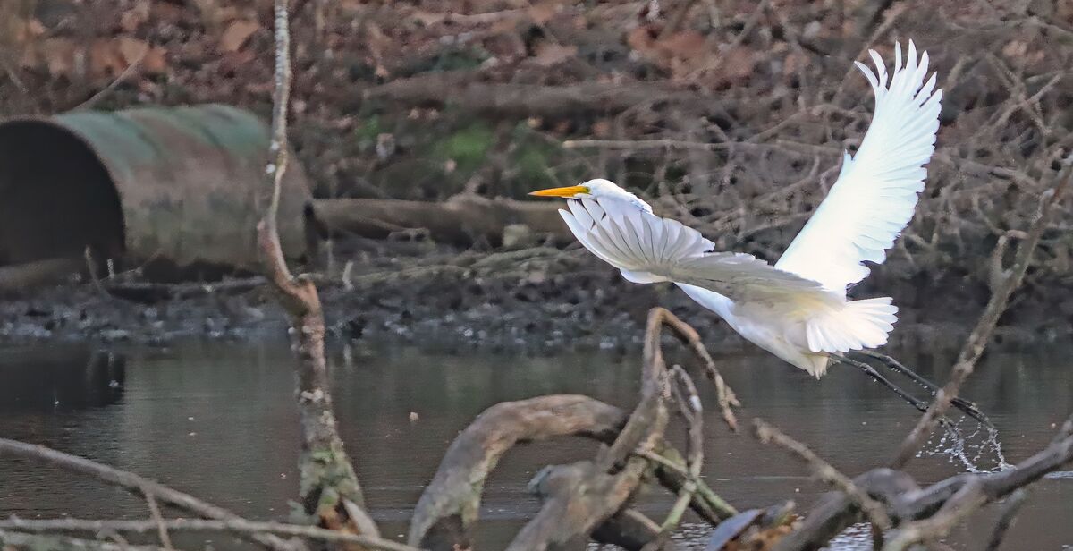 An Egret giving me a chance to practice BIF! While at the creek last ...