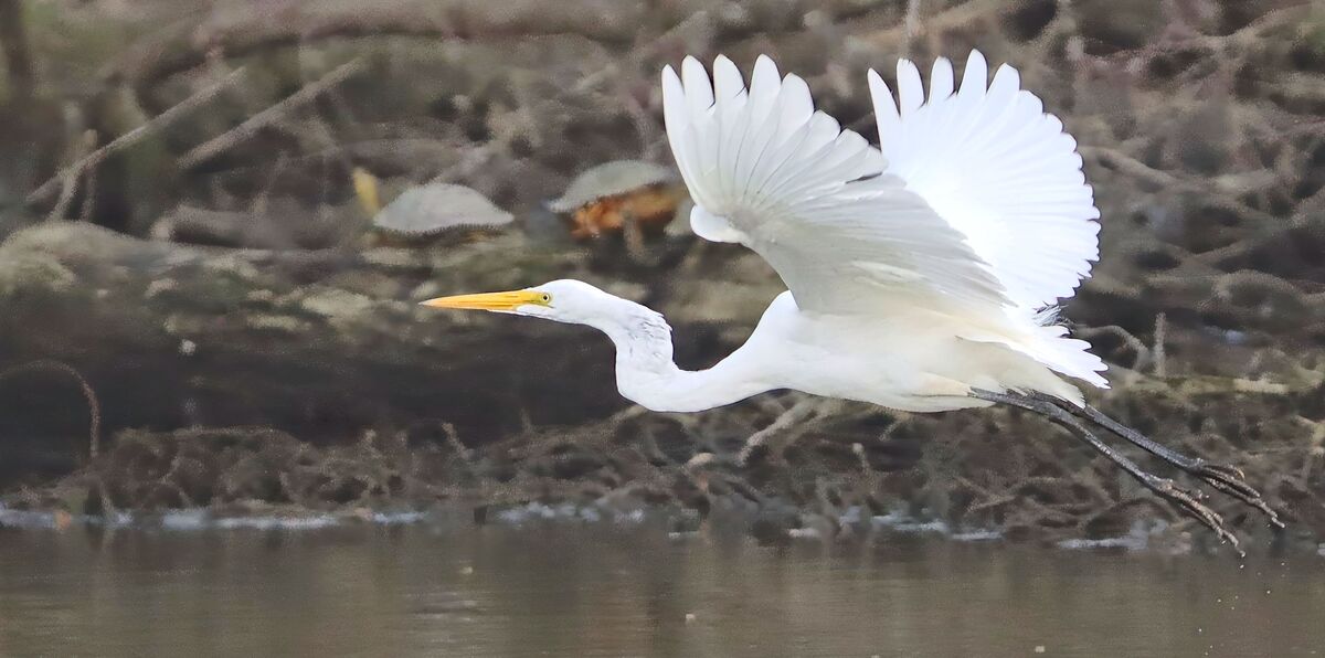 An Egret giving me a chance to practice BIF! While at the creek last ...