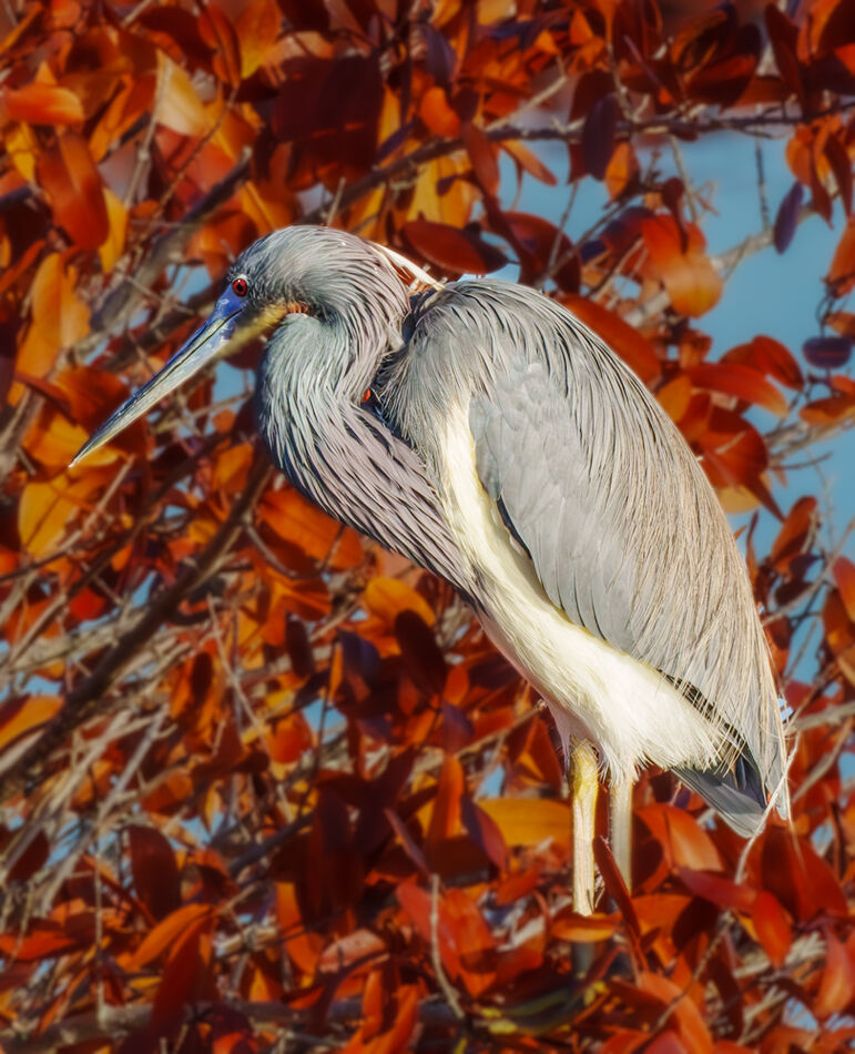 Black Point Wildlife Drive - IV: Tri-colored heron in colorful foliage ...