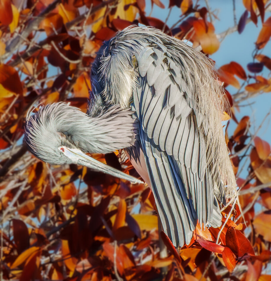 Black Point Wildlife Drive - IV: Tri-colored heron in colorful foliage ...