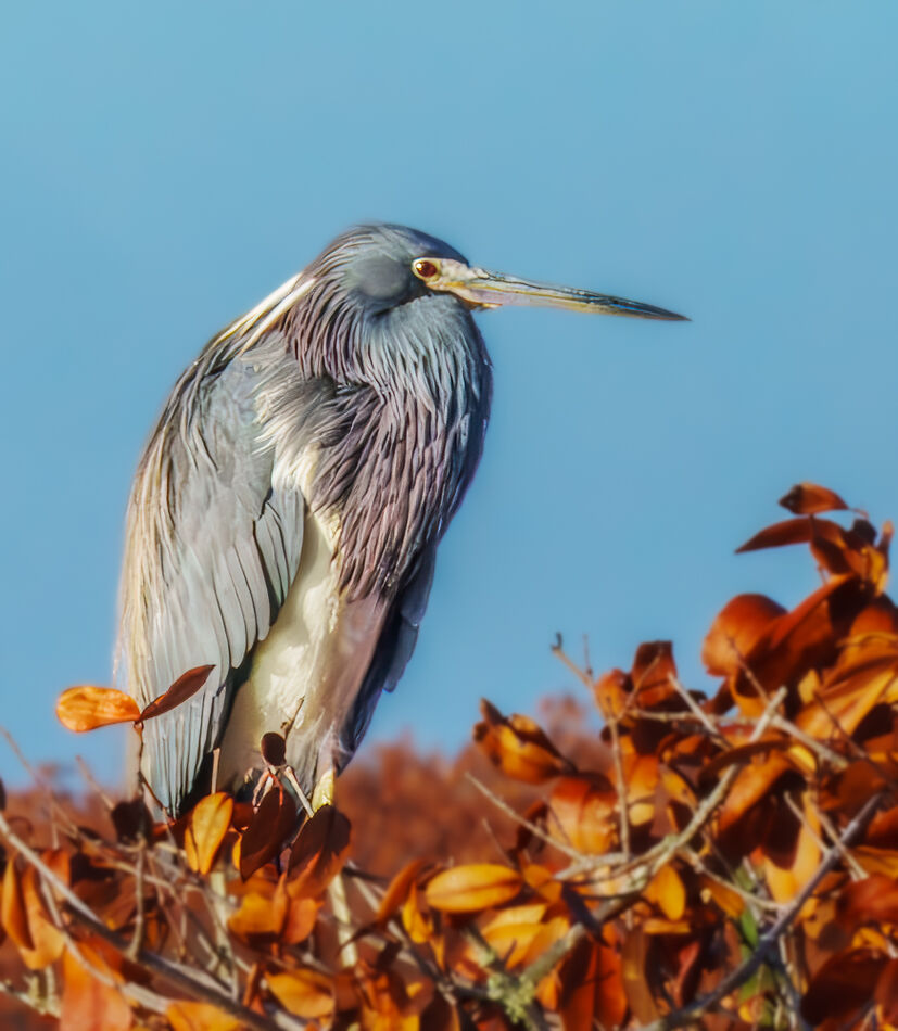 Black Point Wildlife Drive - IV: Tri-colored heron in colorful foliage ...