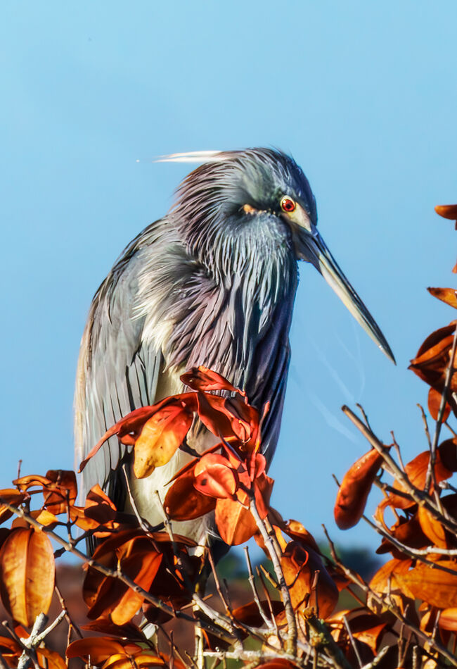 Black Point Wildlife Drive - IV: Tri-colored heron in colorful foliage ...