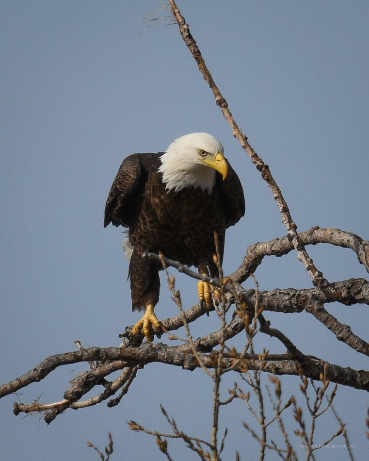 Found a new Eagle's nest: It had TWO chicks in there too...