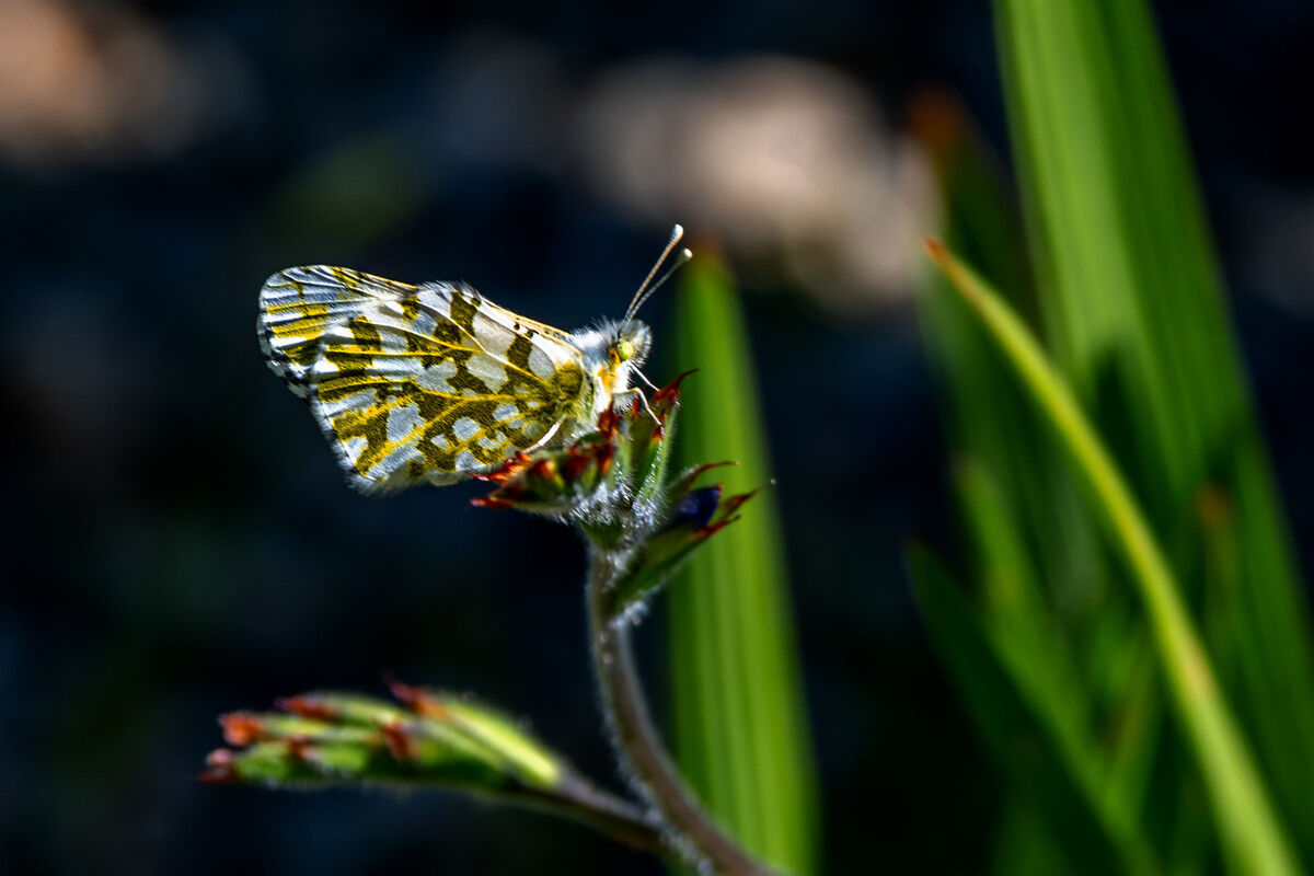 Large Marble butterfly: Large Marble butterfly (Euchloe ausonides). The ...