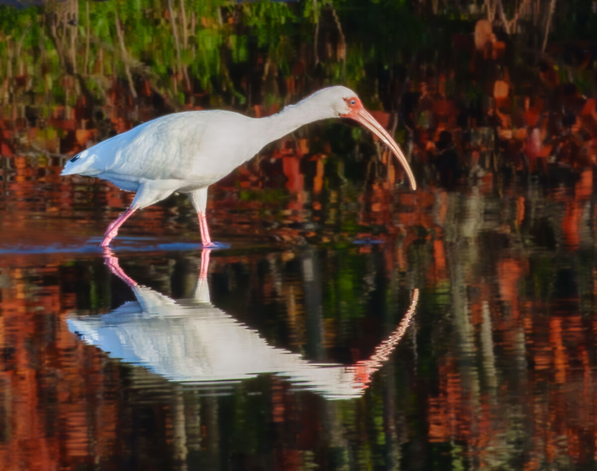 Black Point Wildlife Drive - V: The rising sun provided light from ...