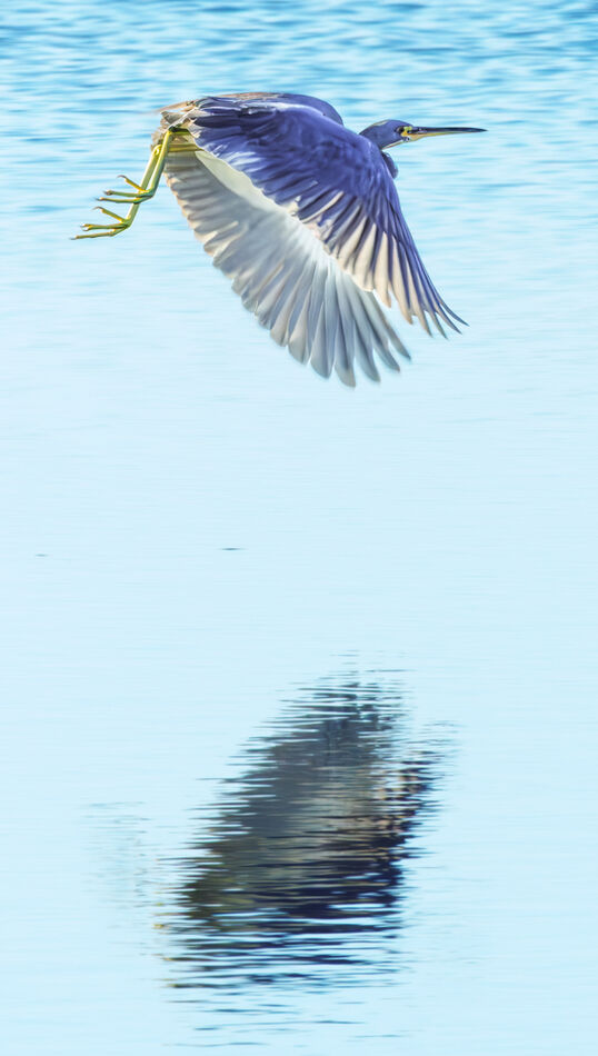 Black Point Wildlife Drive - V: The rising sun provided light from ...