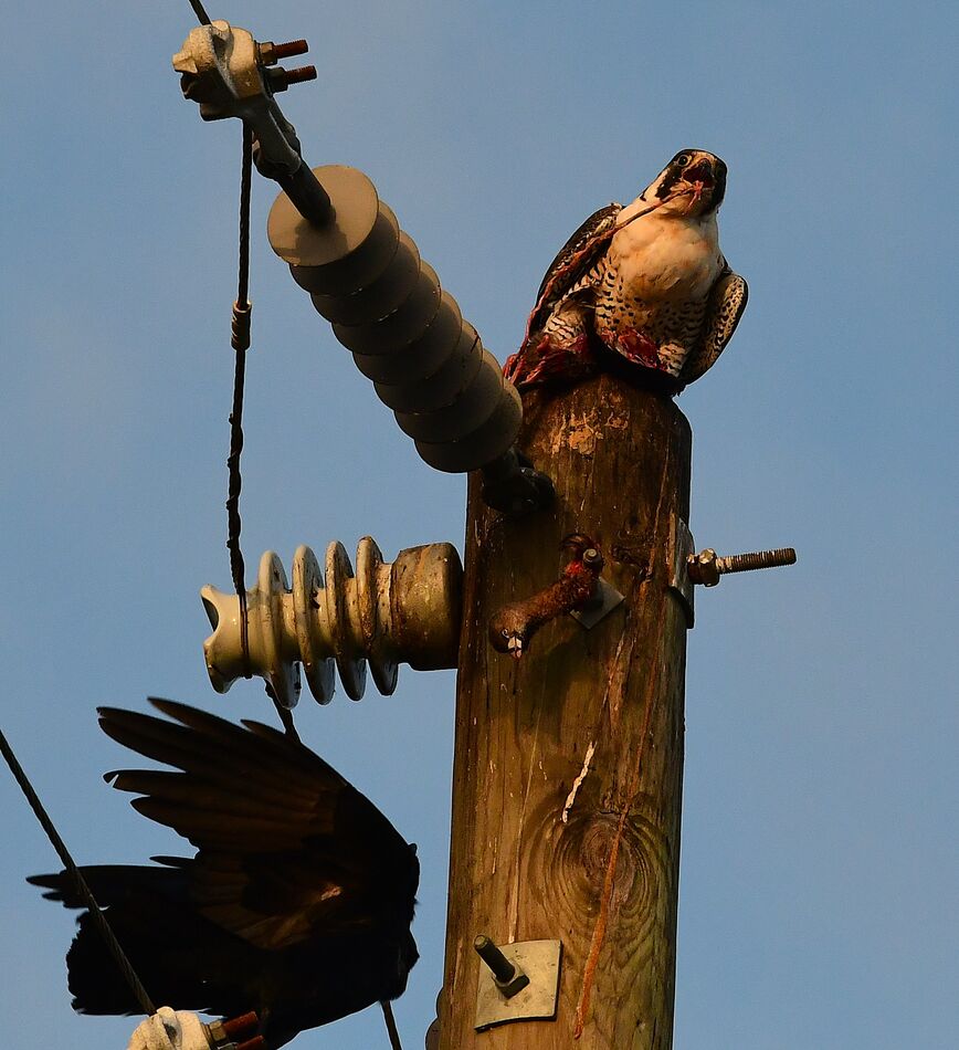 Peregrine with a thief trying to steal "his" share, Crow! But what is ...