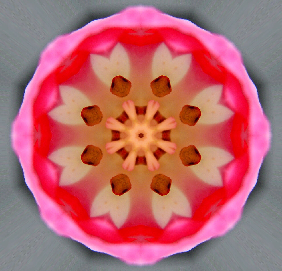 Kaleidoscoping a Trio of Tulips: Playing around with my fun plugin ...