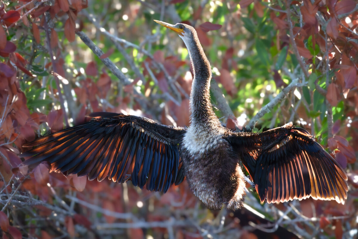 Black Point Wildlife Drive - VI: On both sides of the road photo ops ...