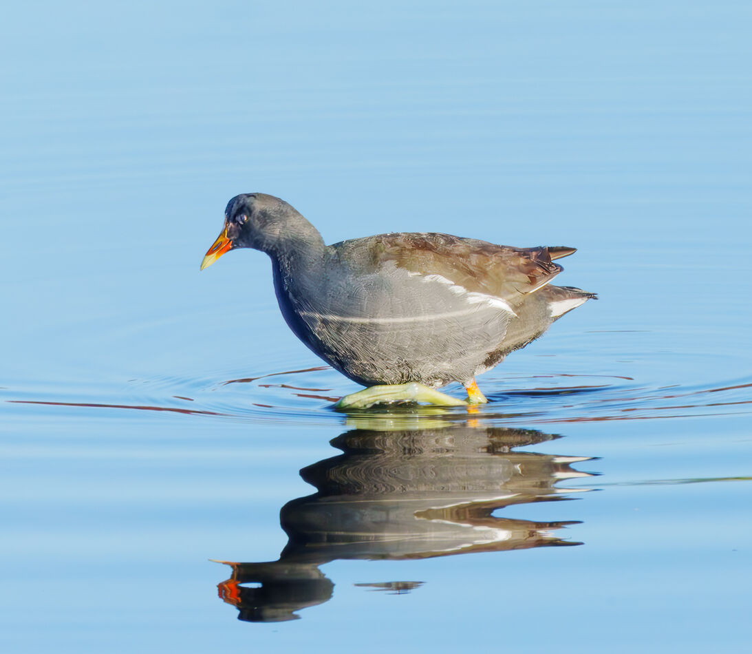 Orlando Wetlands - VI: A gallinule looking for breakfast. Comments and ...