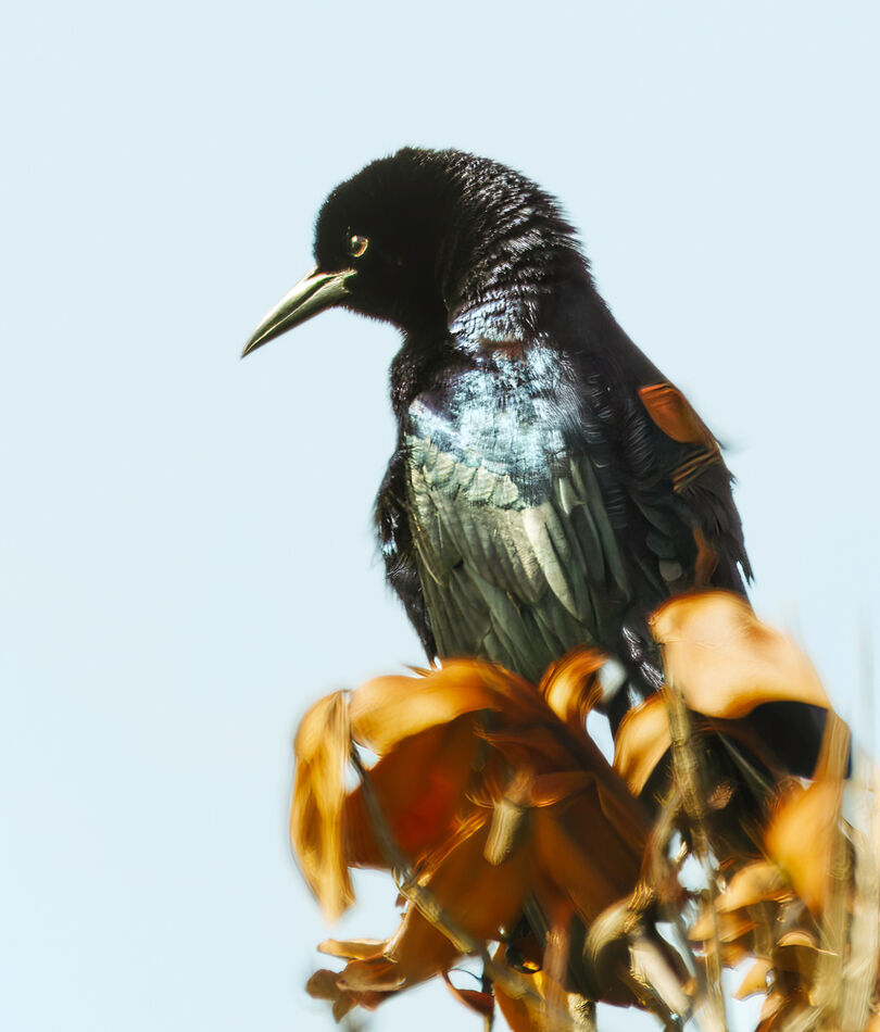 Black Point Wildlife Drive - VII: As I drove on the view road, the ...