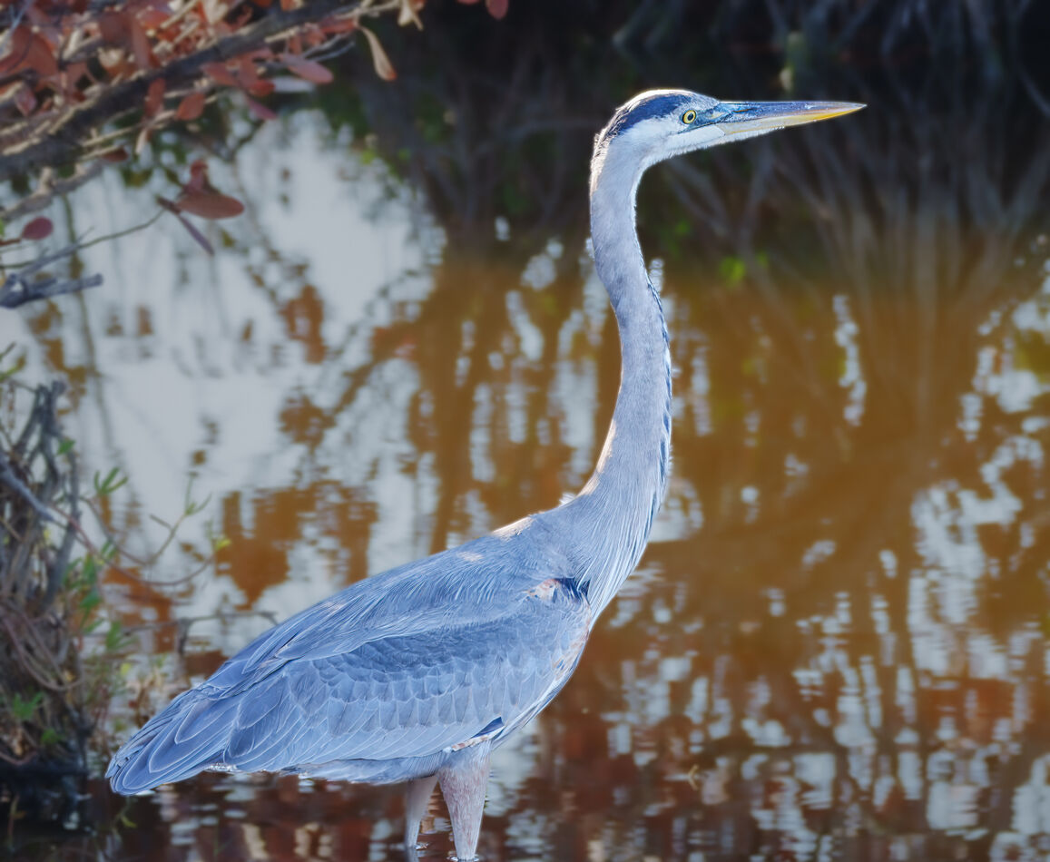 Black Point Wildlife Drive - VII: As I drove on the view road, the ...