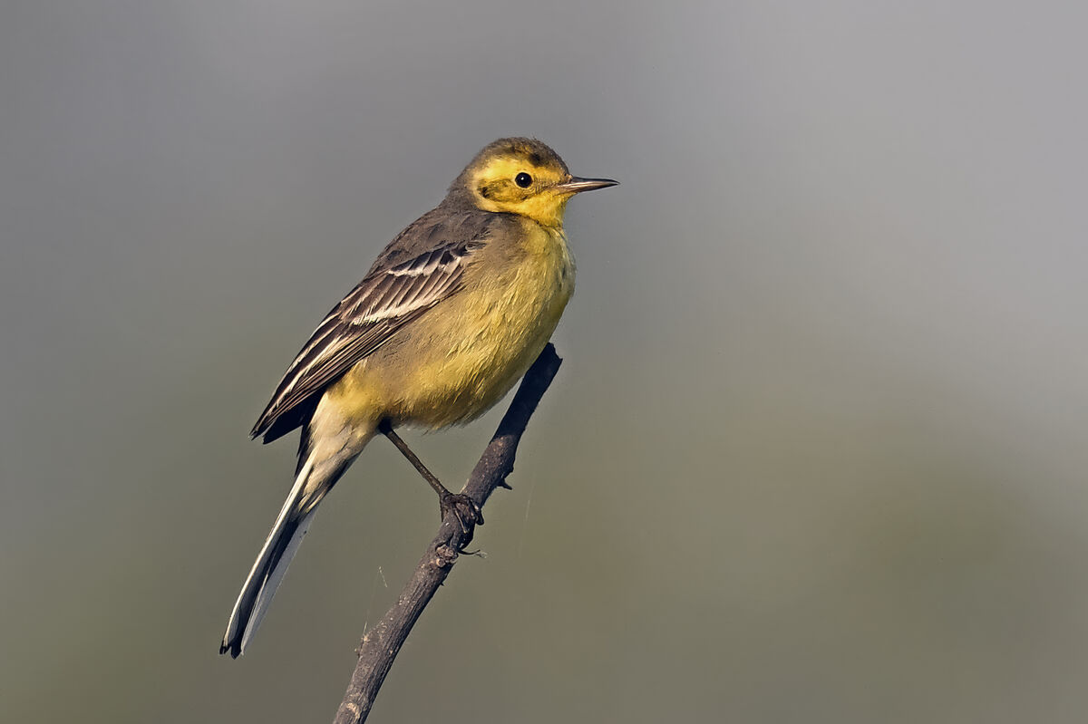Two Wagtail subspecies : Keoladeo National Park, Rajasthan, India: Feb ...