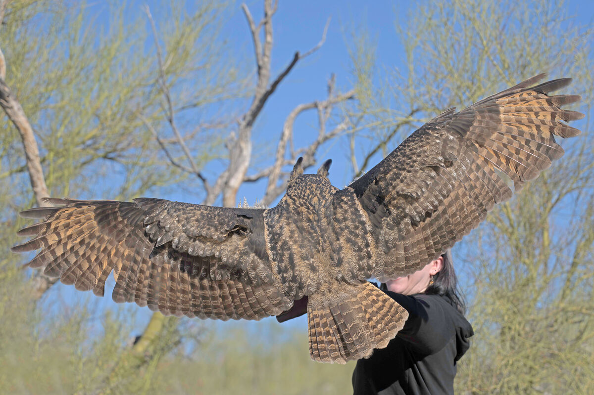 Eurasian Eagle-Owl: The Eurasian eagle-owl Is one of the world's ...